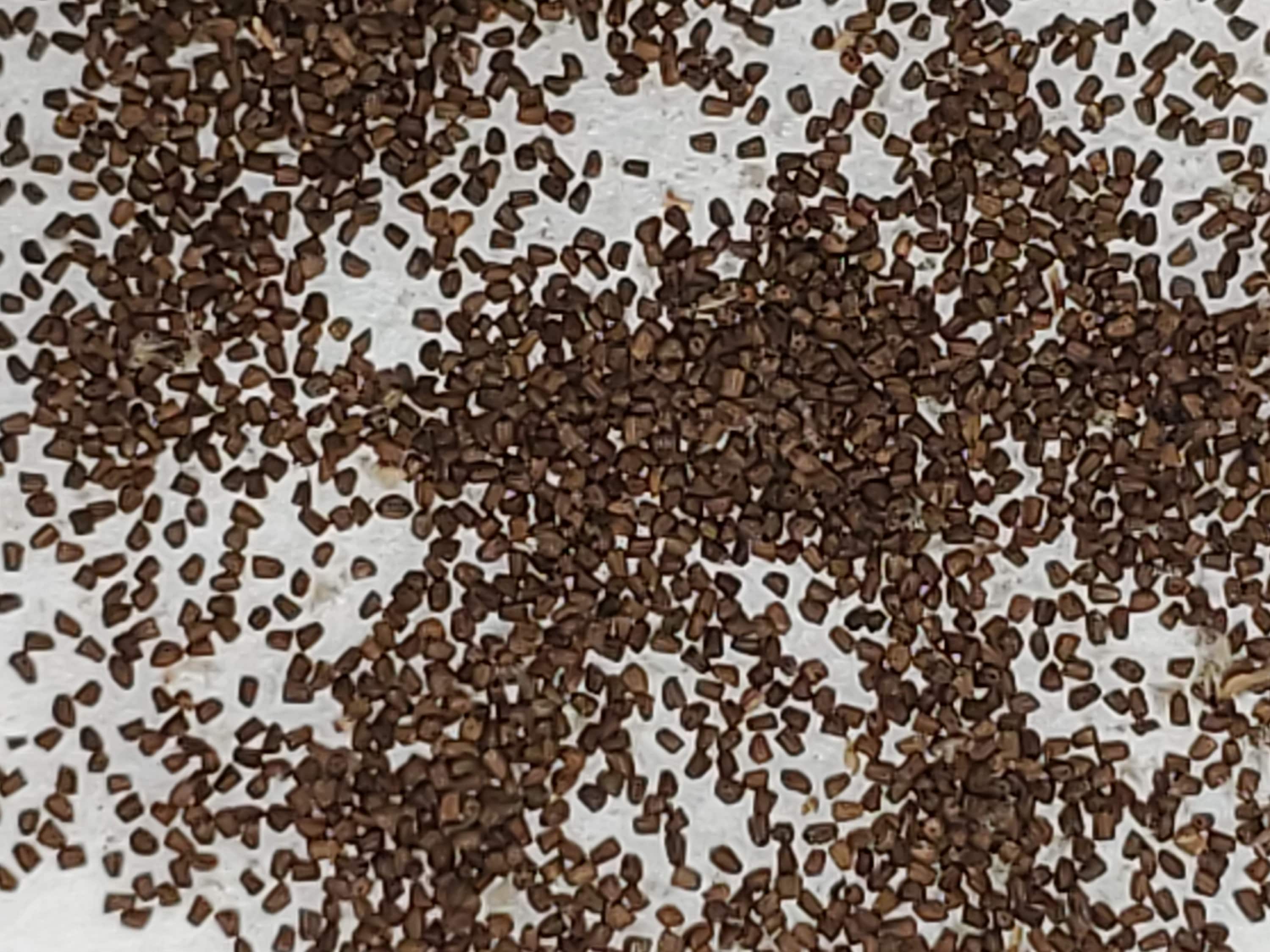 Bulk Great Mullein Seeds Tea and Plants verbascum Thapsus - Etsy