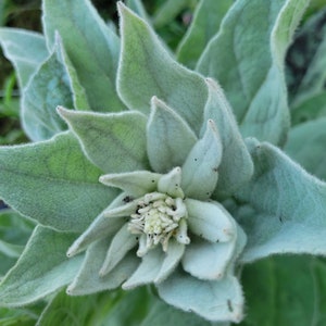 1000 Great Mullein Seeds (verbascum Thapsus) - Etsy