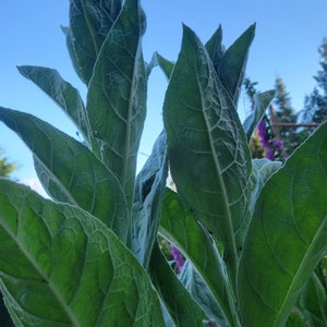 1000 Great Mullein Seeds (verbascum Thapsus) - Etsy