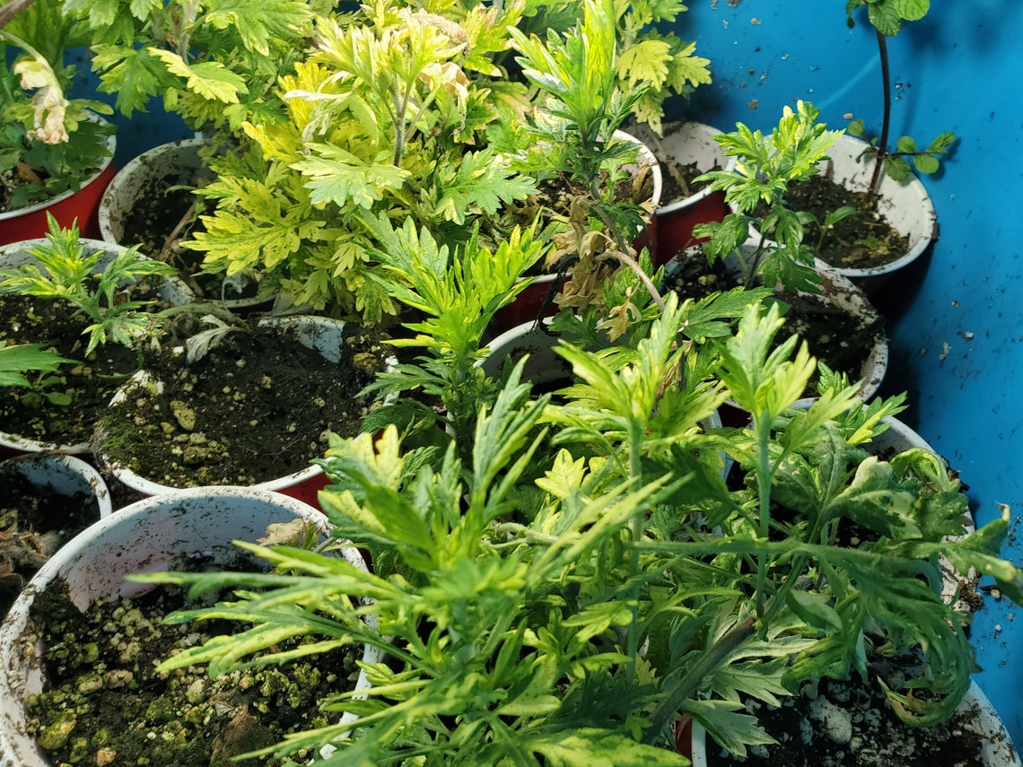300+ Mugwort Seeds (artemisia Vulgaris) - Etsy