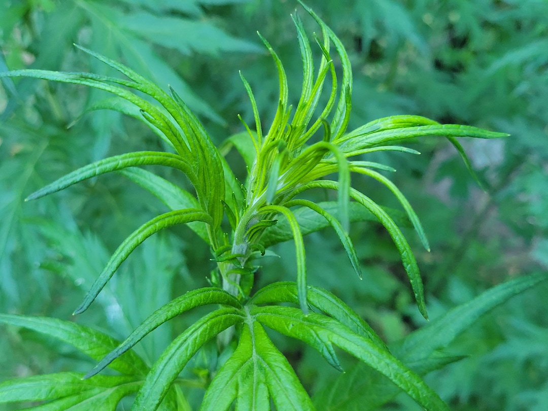 4 Japanese Mugwort Plants (artemisia Princeps) - Etsy