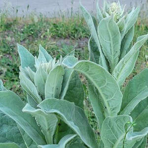 1000 Great Mullein Seeds (verbascum Thapsus) - Etsy