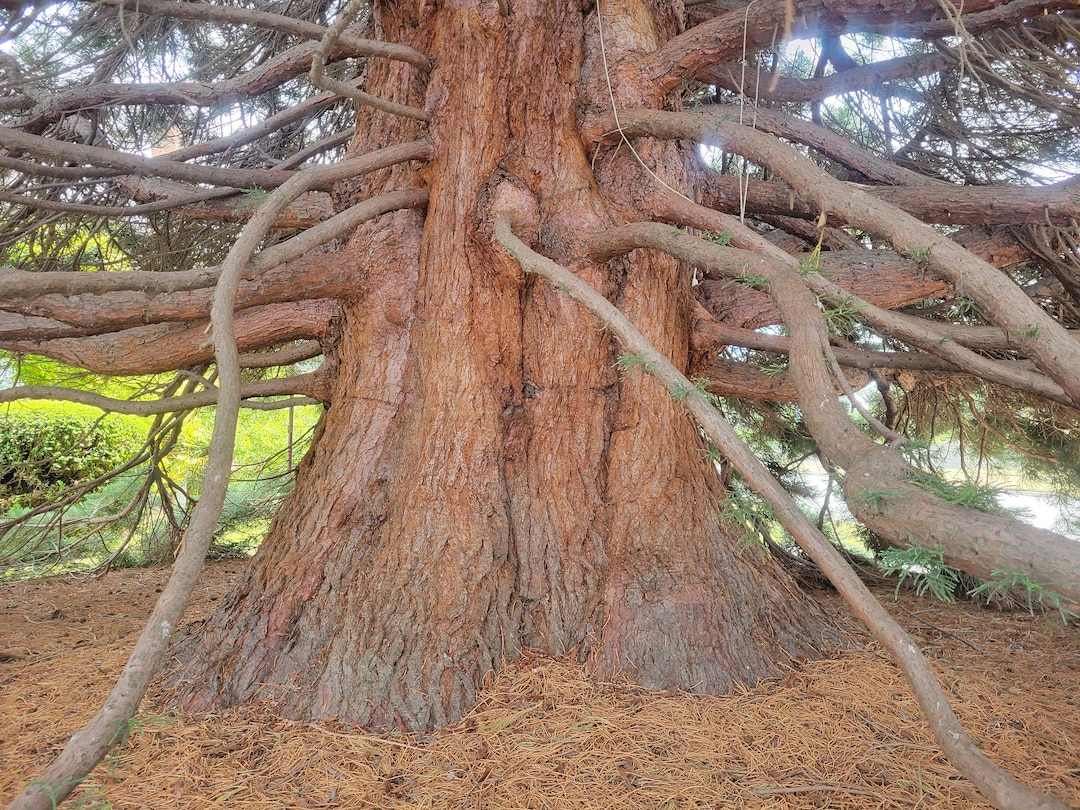Giant Sequoia Tree (sequoiadendron Giganteum) - Etsy