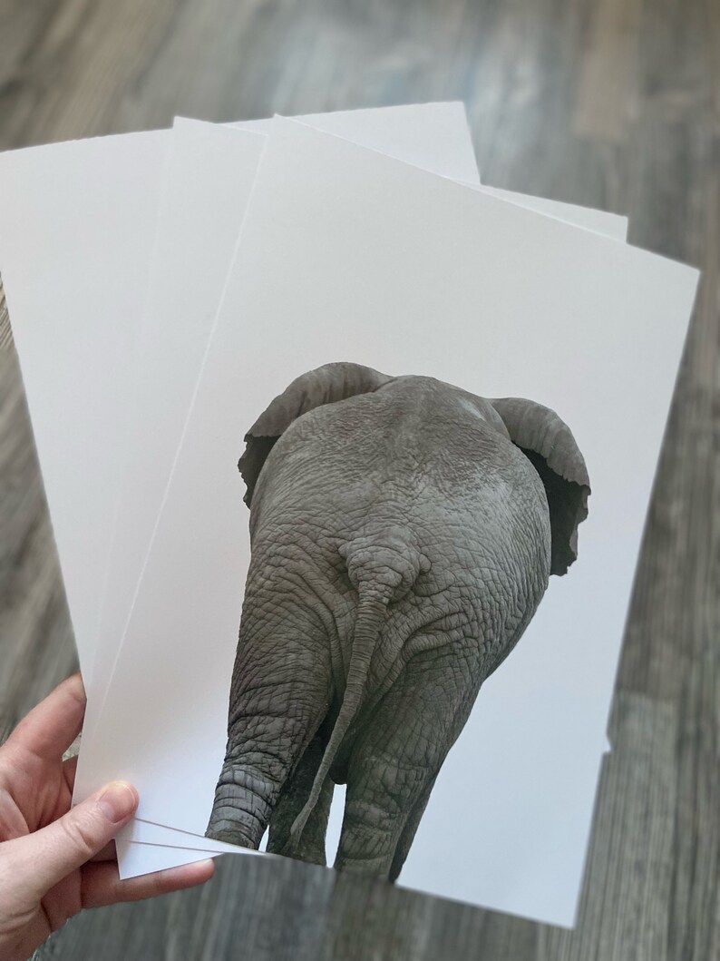 Hello Sweet Cheeks Elephant Zebra Quote Set of 3 Unframed - Etsy