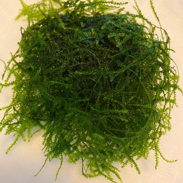 Java Moss - Etsy