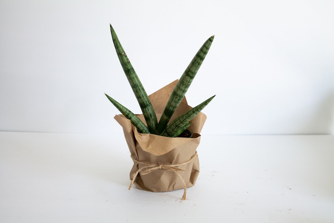 4 Sansevieria starfish or 'baby Boncel' Sansevieria Cylindrica LIVE ...