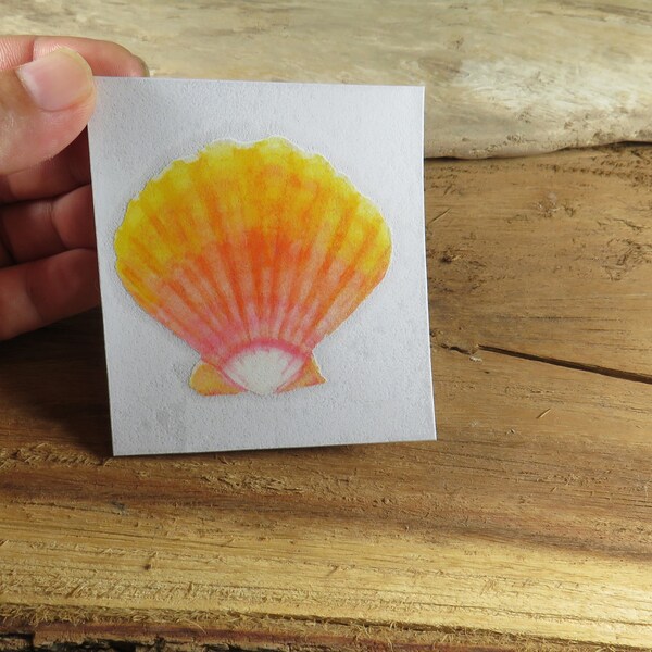 Sunrise Shell - Etsy