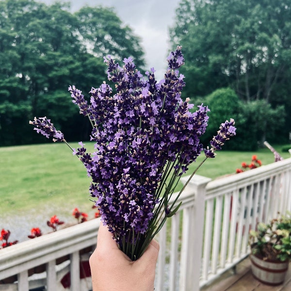 Lavender Bundles - Etsy