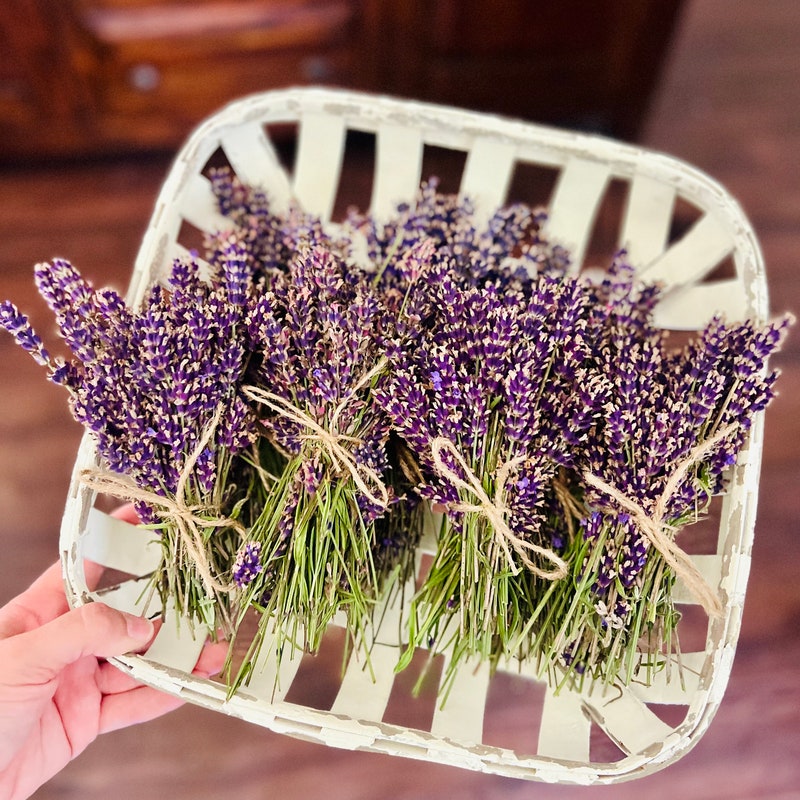 Lavender Sprigs - Etsy