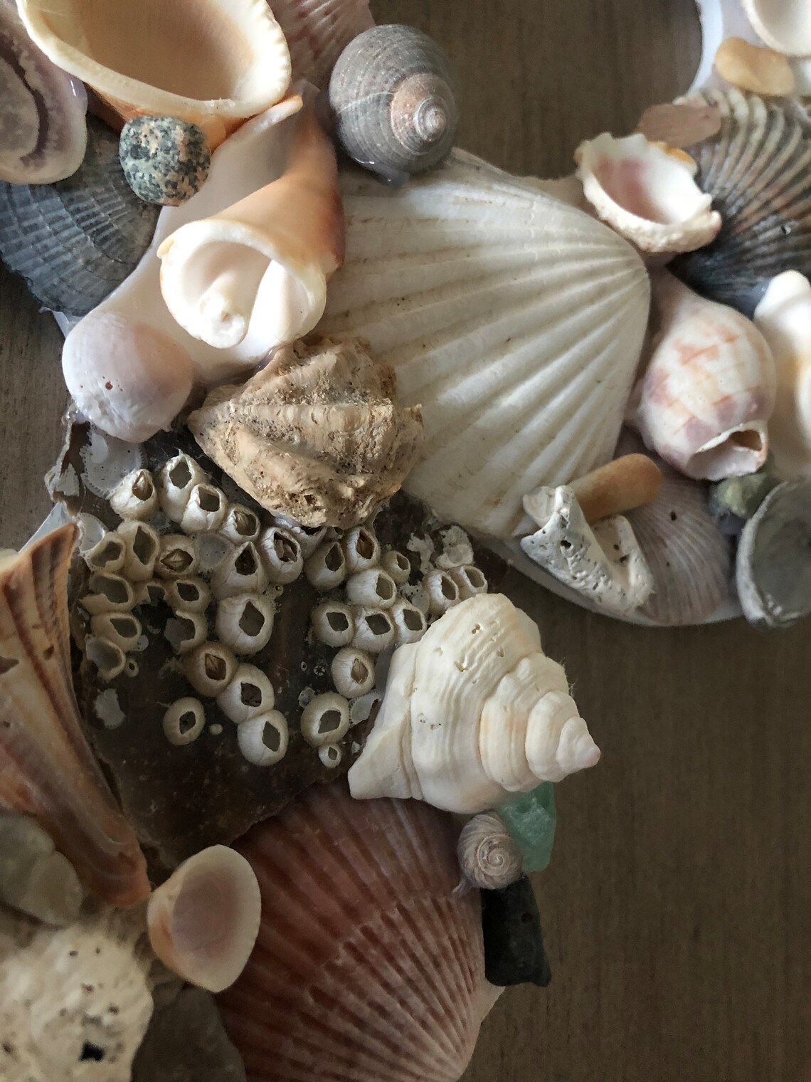 Monogram Seashell Decor - Etsy