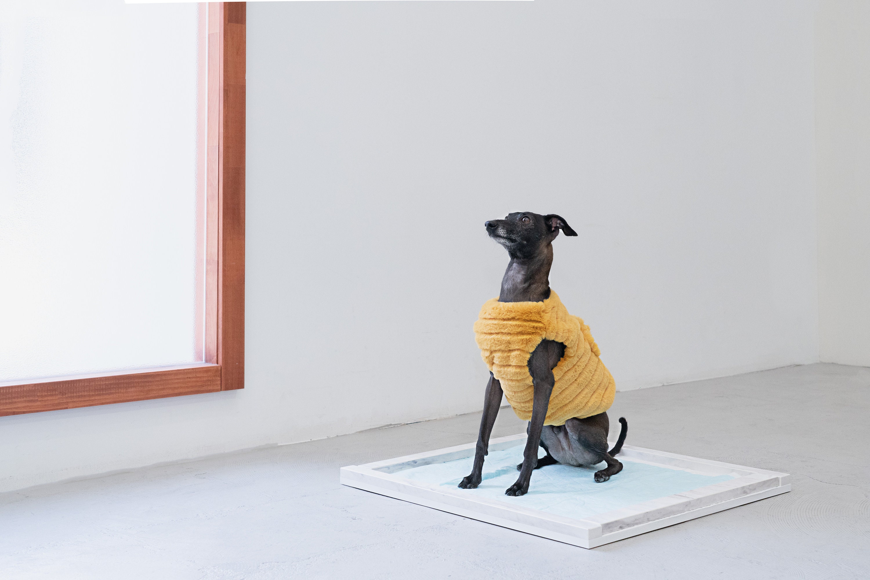 Dog Potty Pad, Gorgeous Pet Pad, Dog Pee Poo Pad, Dog Tray, Pet Matt ...