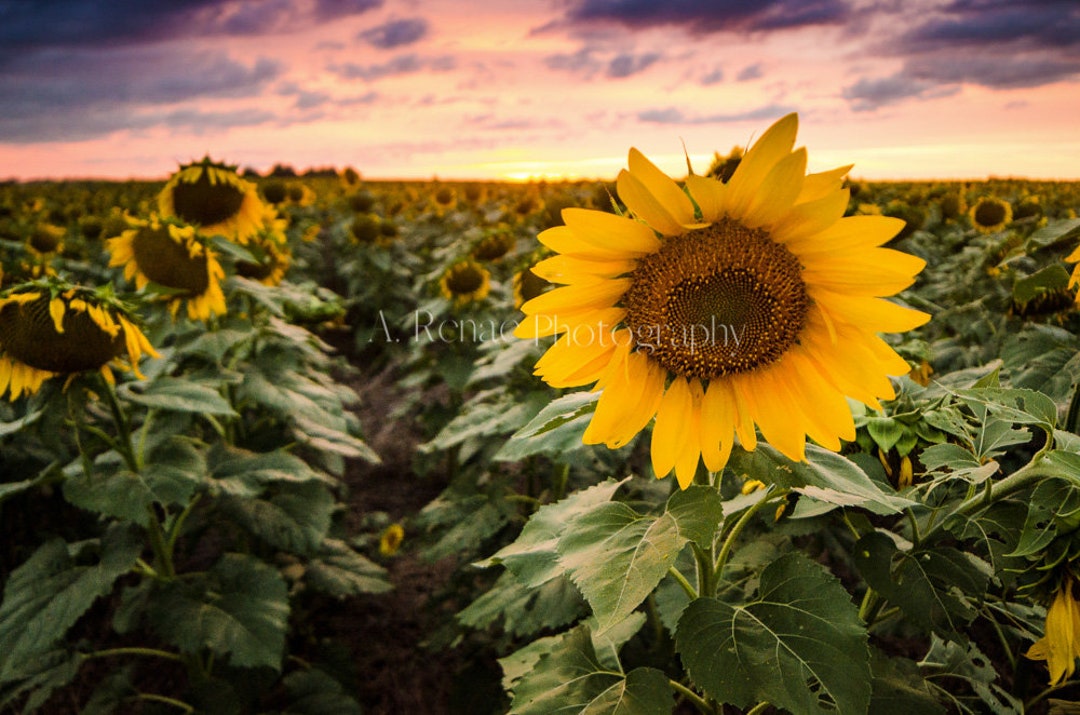 Kansas Sunflower Field Sunset Photography Print: Country Landscape ...