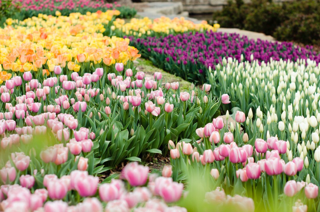 Tulip Garden Art Print: Colorful Floral Landscape Photo - Etsy