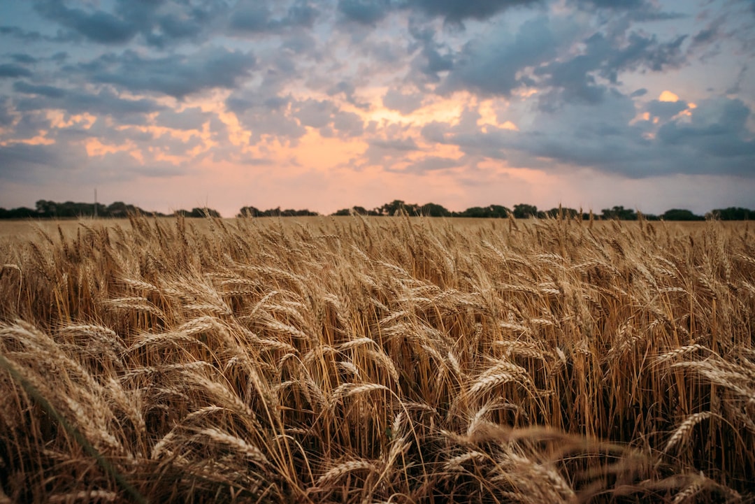 Kansas Wheat Landscape With Stormy Skies Fine Art, Wheat Field Fine Art ...