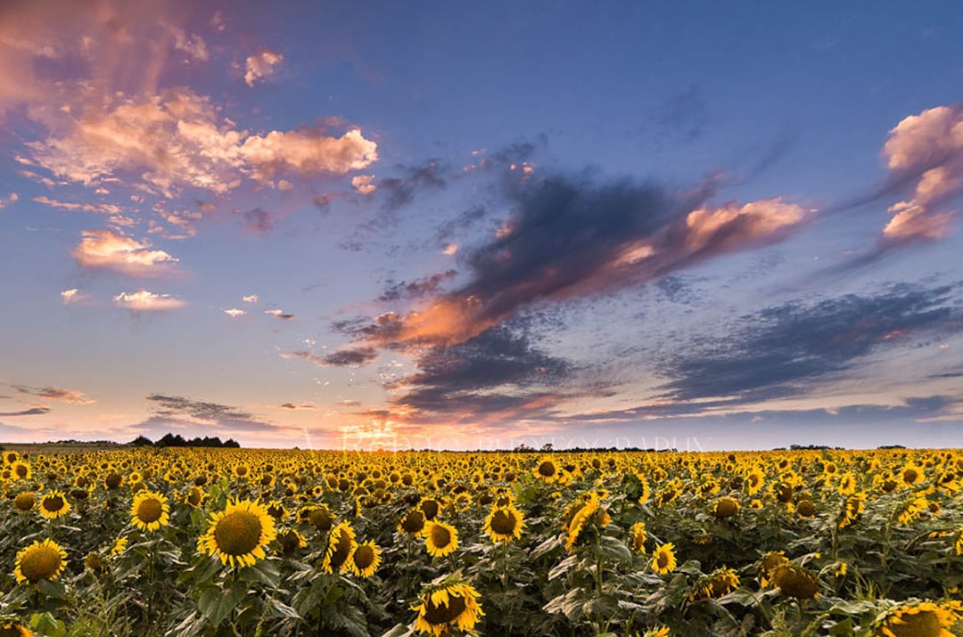 Kansas Sunflower Field Canvas Print: Sunset Landscape Wall Art - Etsy