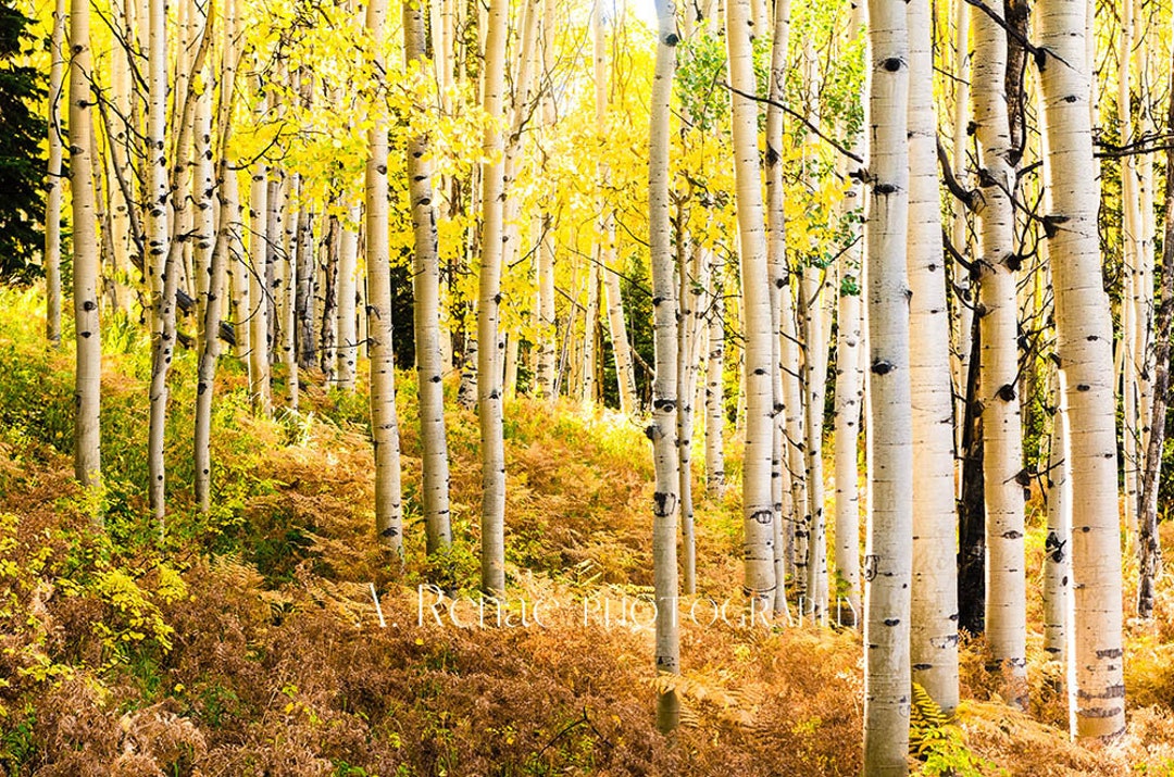 Large Aspen Trees Canvas Print, Aspen Tree Grove, Forest Photo, Nature ...