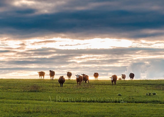 Cows Clouds Sunset
