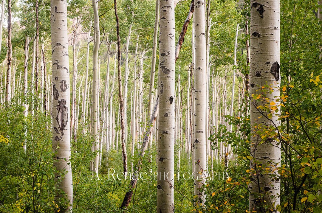 Large Aspen Trees Canvas Print, Minimalist Decor, Neutral Nature Art ...