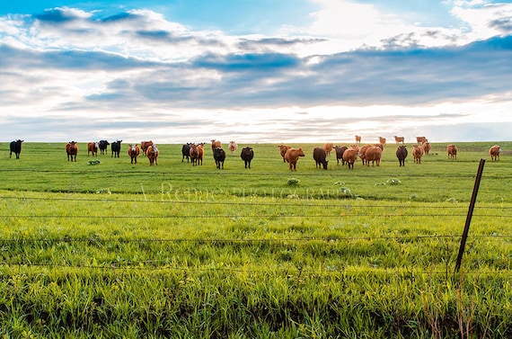 Cattle in the Flint Hills of Kansas Photo Farm Photography | Etsy