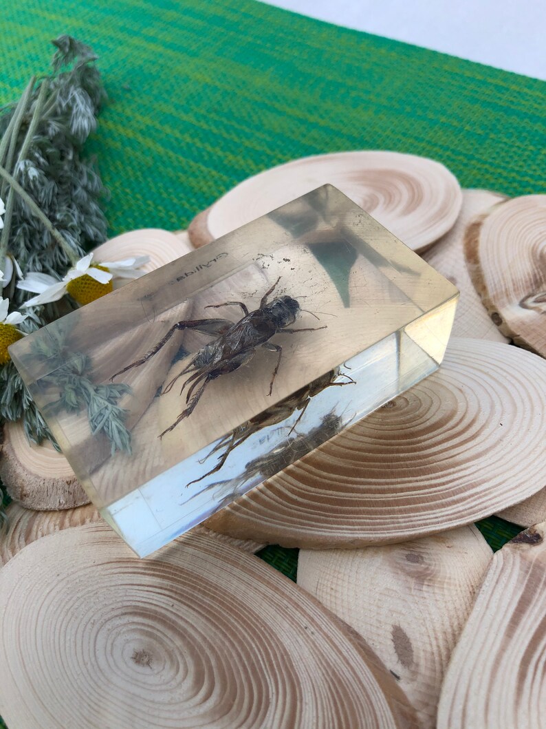 Home & Living Real Preserved Unlabelled Insect Bug in Resin Taxidermy ...