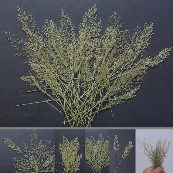 Pressed Flowers Tiny Branches Sprigs Real and Natural Dried - Etsy