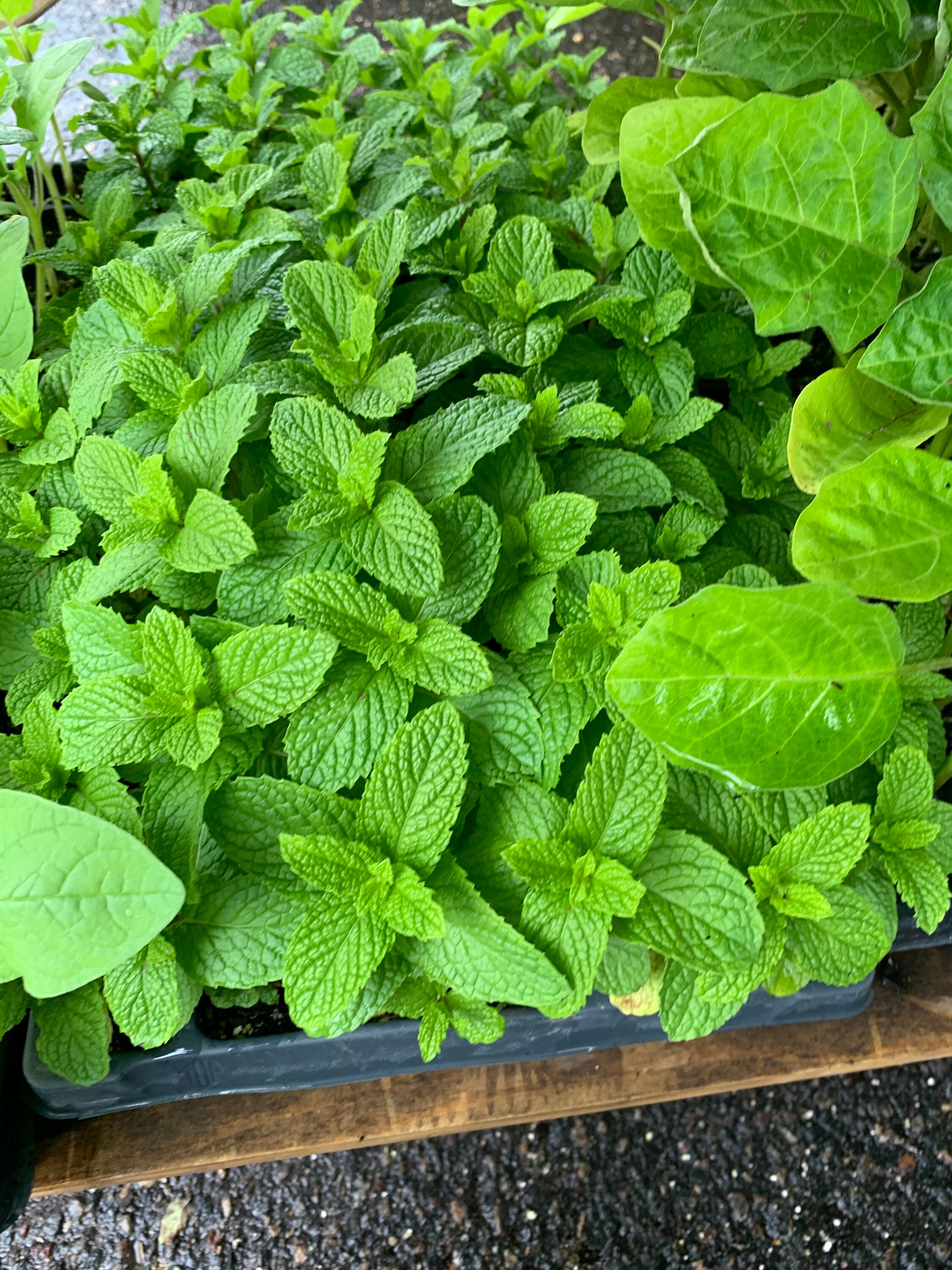 4 Plants Sweet Mint included pots 1x1 | Etsy