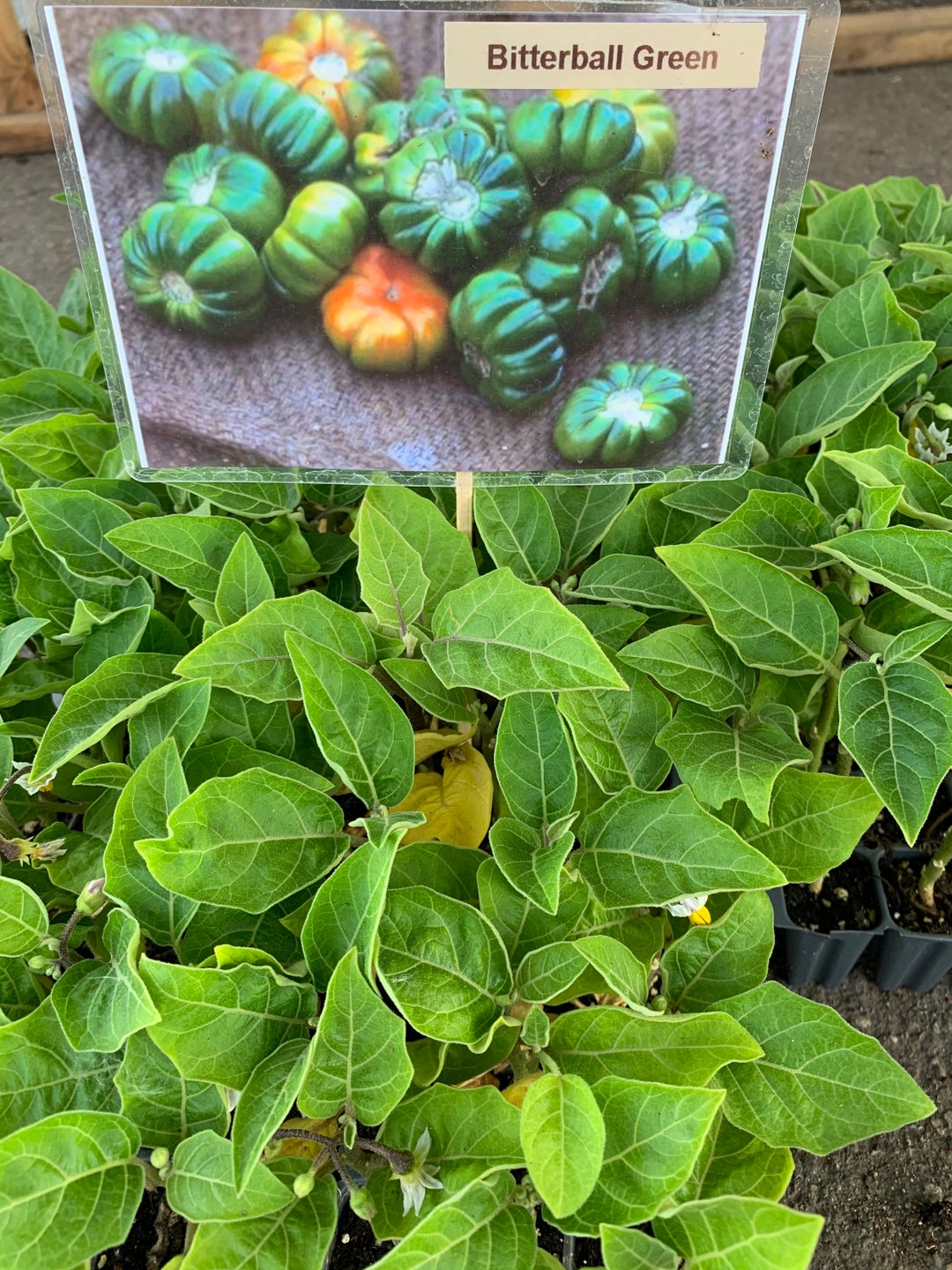 4 Live Bitter Ball Eggplant Plants - Etsy