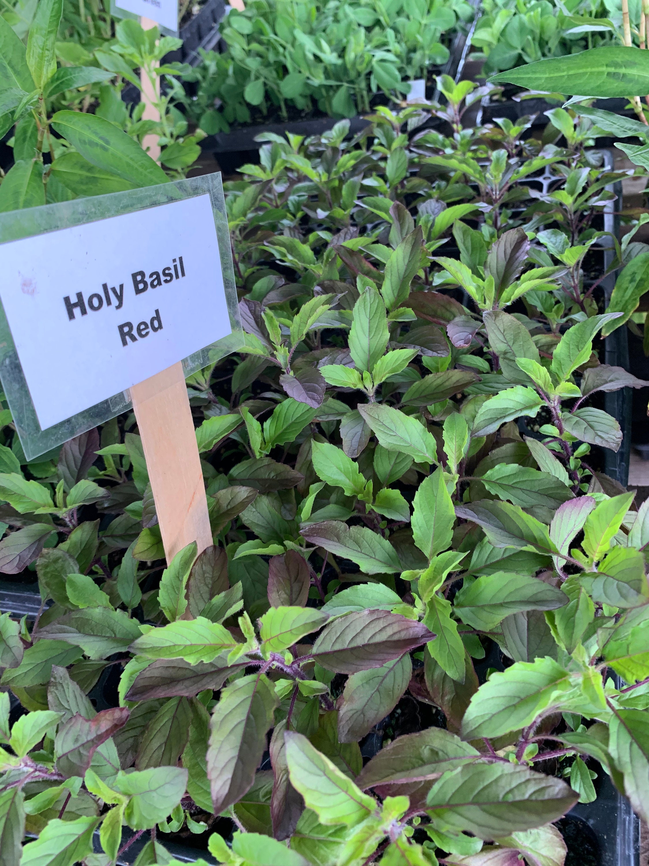 4 Live Holy Basil Red Plants | Etsy