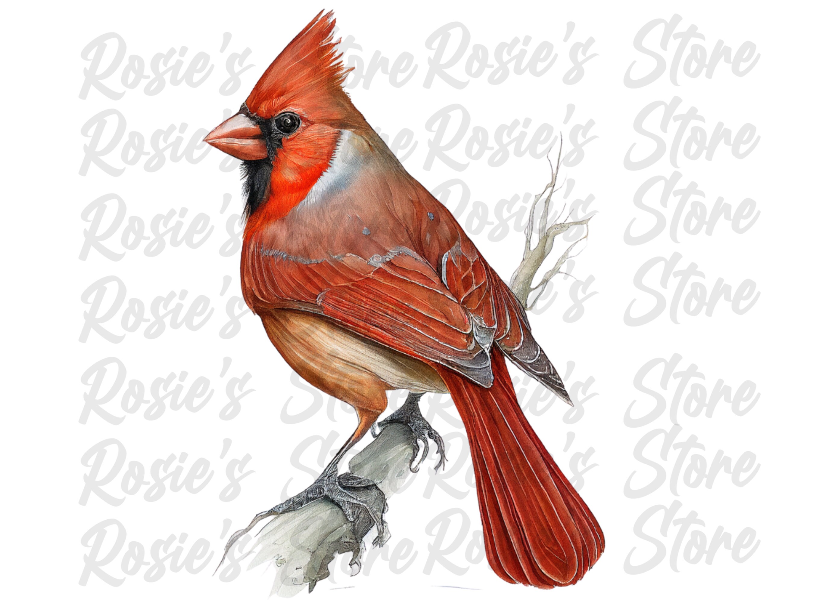 Cardinal Cardina Art Cardinals Design Cardinal Digital Cardinal Svg ...