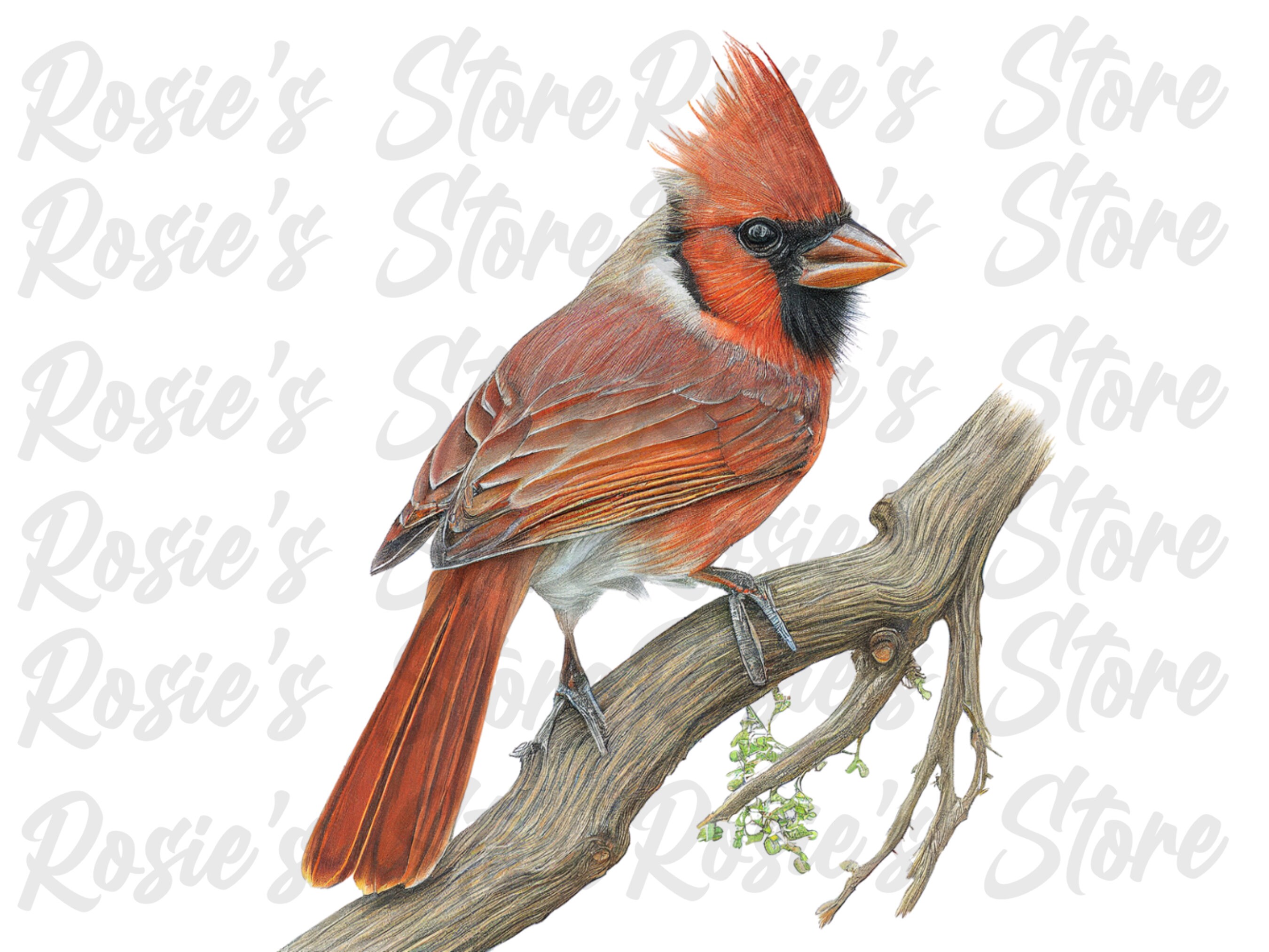 Cardinal Cardina Art Cardinals Design Cardinal Digital Cardinal Svg ...