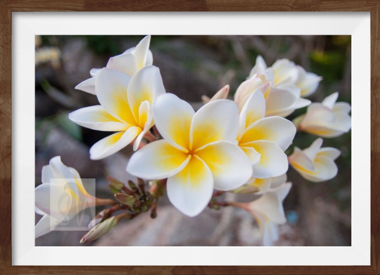 Printable Tropical Plumeria, Modern Plumeria Print, Frangipani Print ...