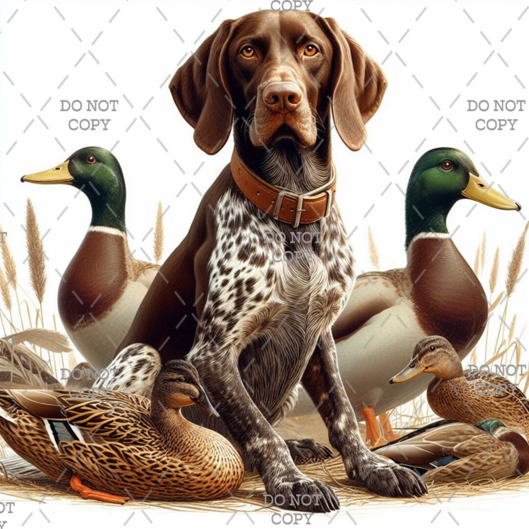 German Shorthaired Pointer PNG Duck Hunting Sublimation Design Bird Dog ...