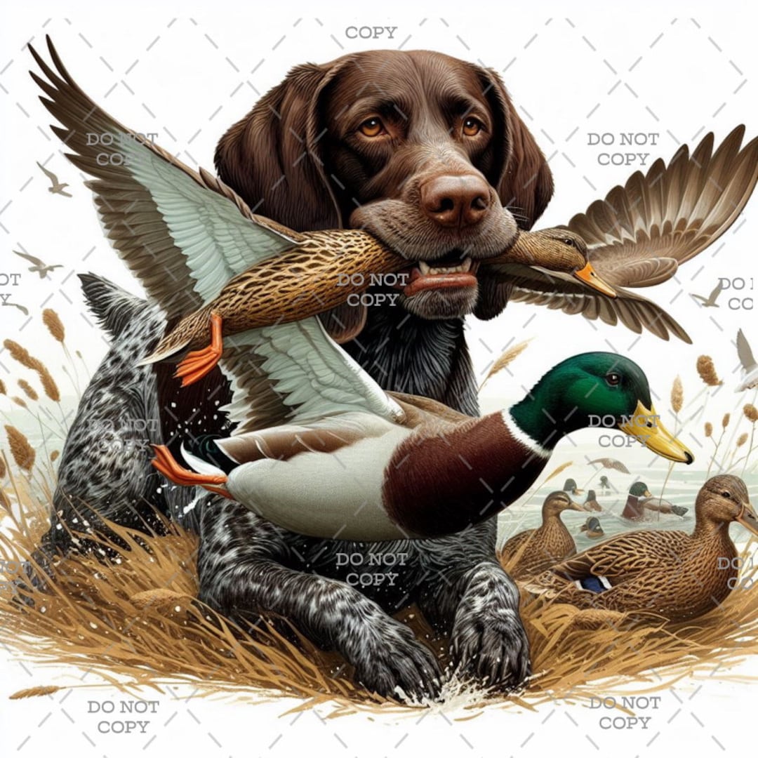 German Shorthaired Pointer PNG | Duck Hunting Sublimation Design | Bird ...