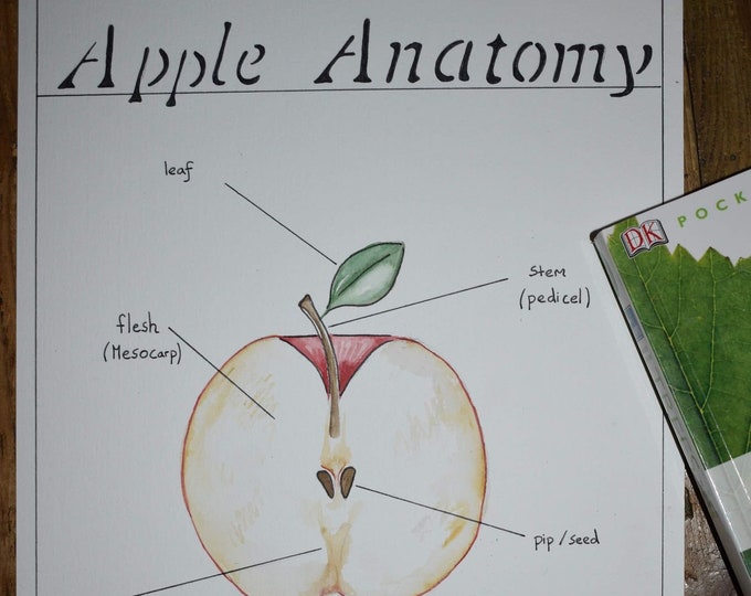 Apple Anatomy Poster - Etsy