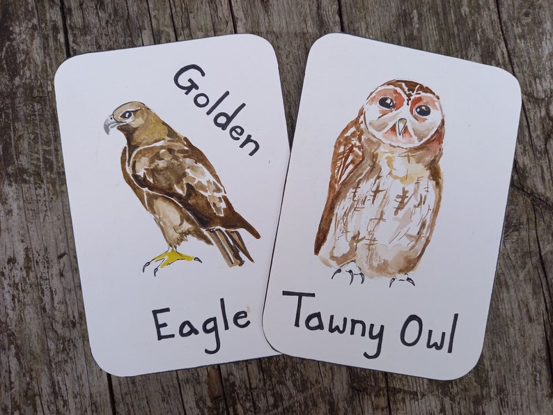 Birds of Prey Flashcards | British Nature Education - Etsy