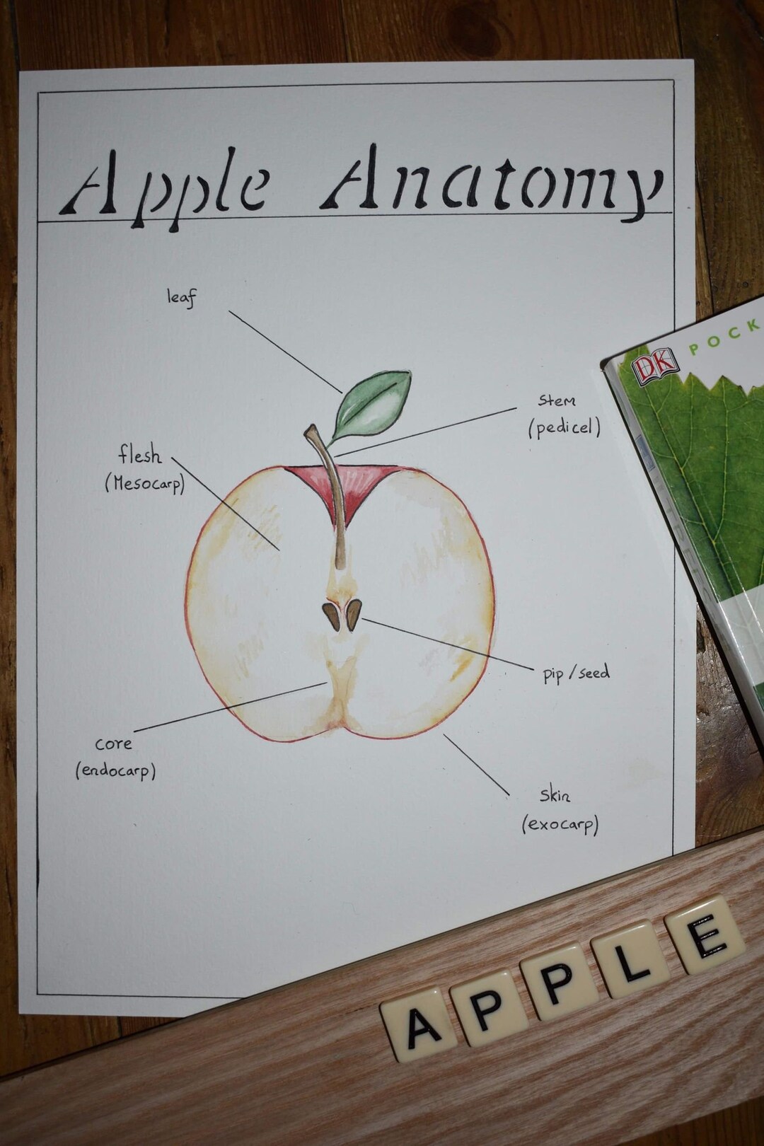 Apple Anatomy Poster - Etsy
