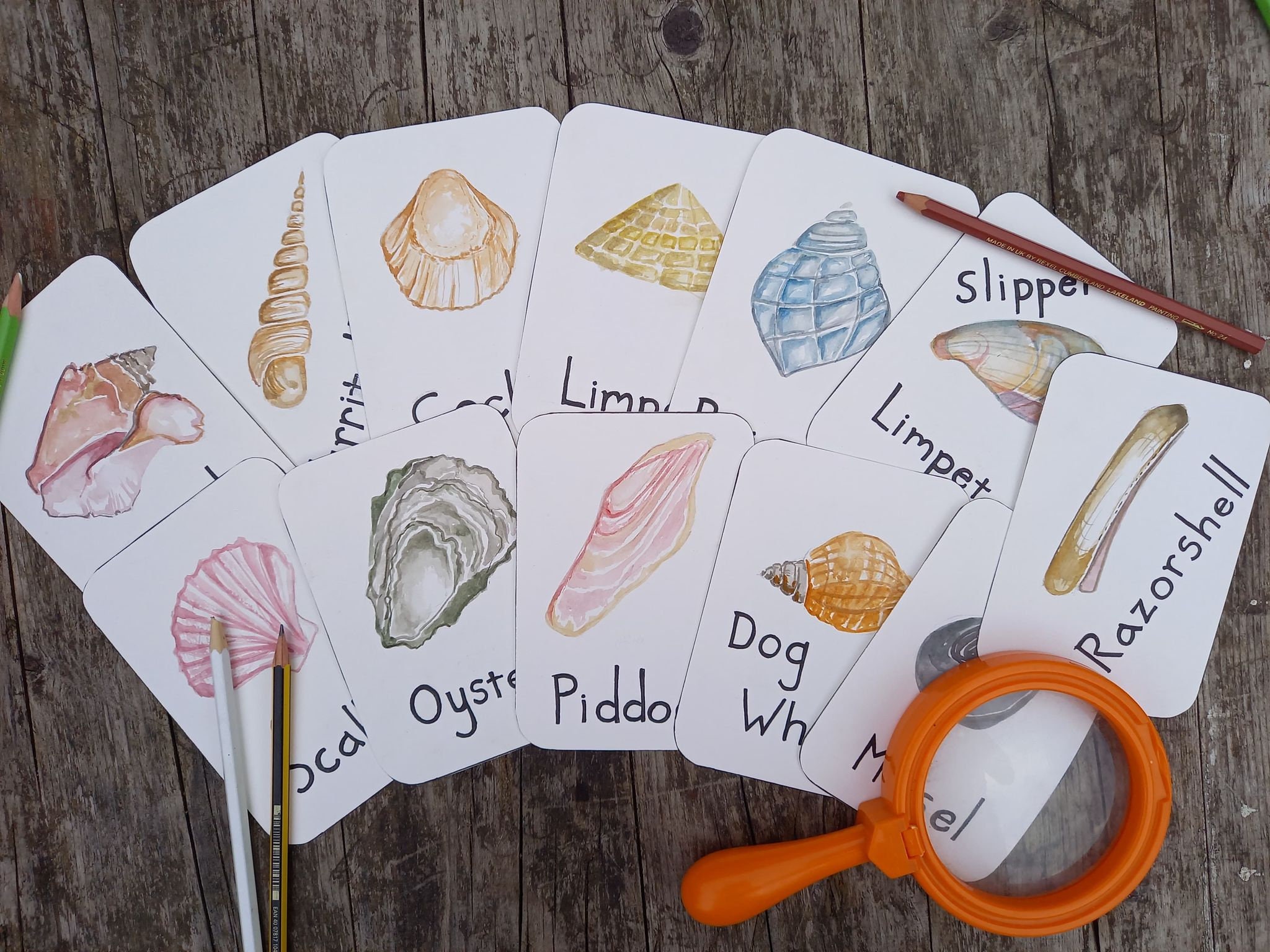Seashell Flashcards | Nature Education - Etsy