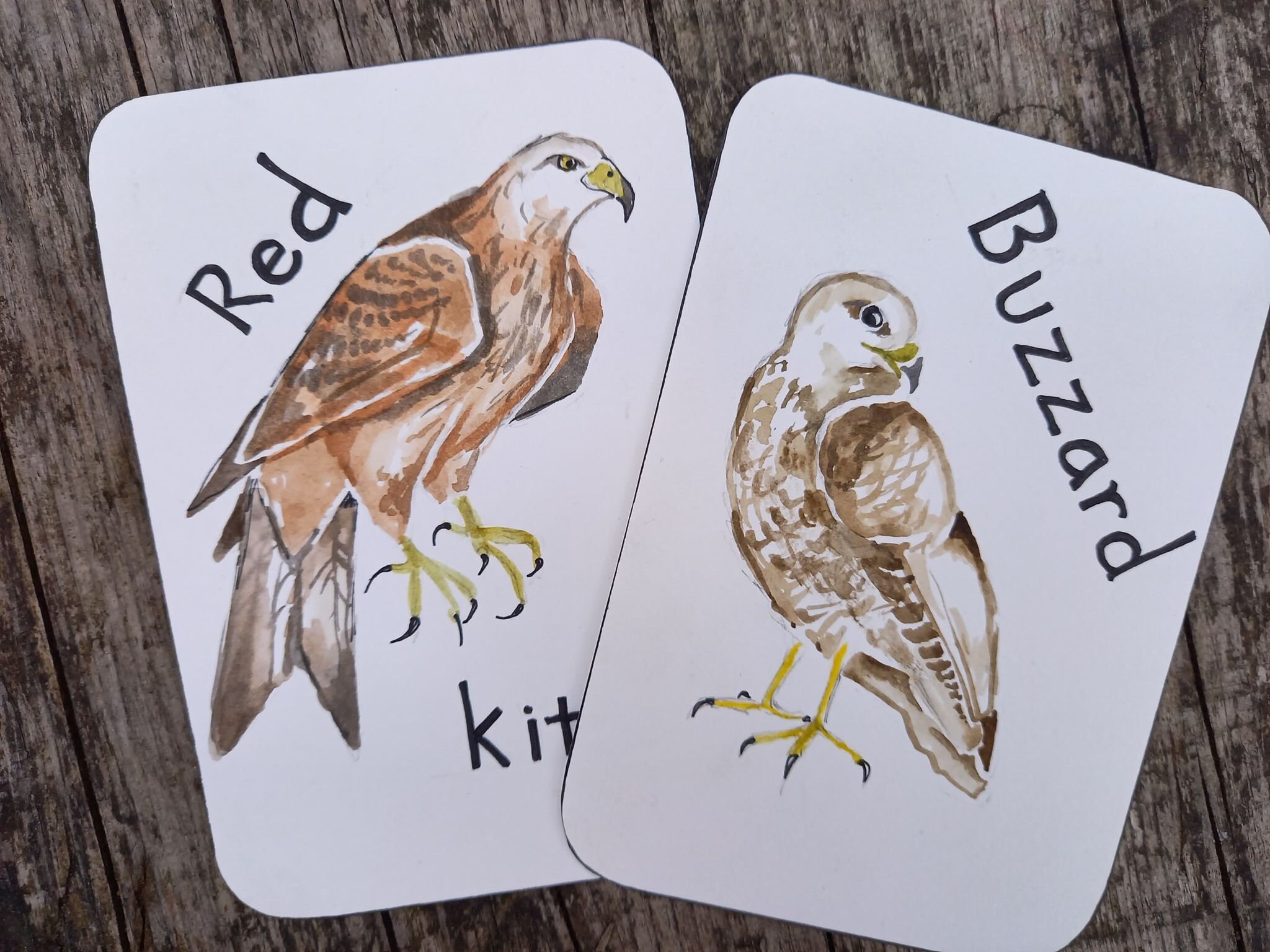 Birds of Prey Flashcards | British Nature Education - Etsy