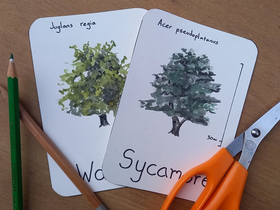 British Trees Flashcards, Identification | UK Nature Education ...