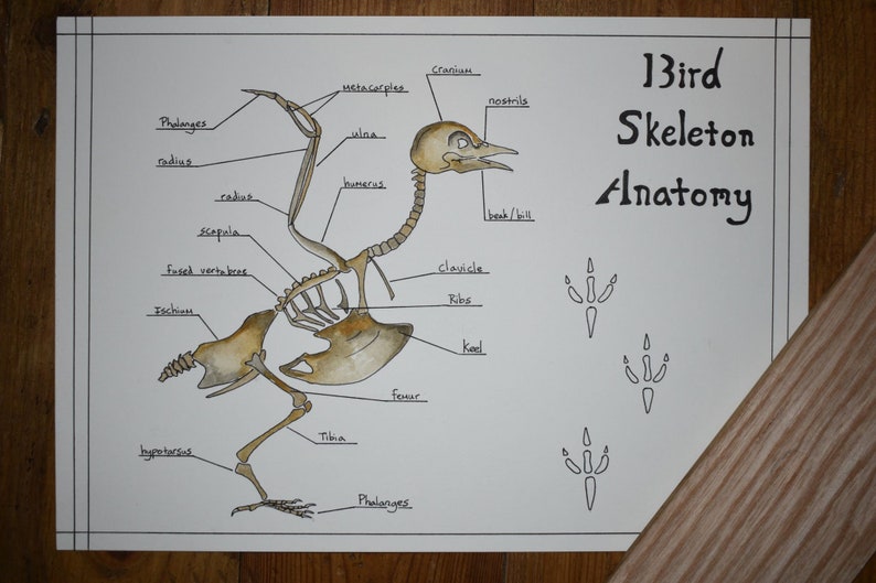 Bird Skeleton Anatomy Poster - Etsy
