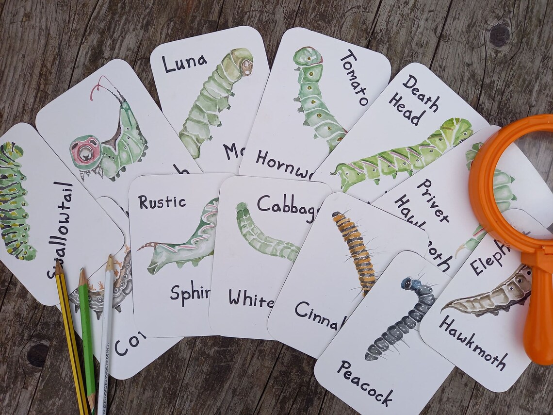 Caterpillar Flashcards | British Nature Education - Etsy