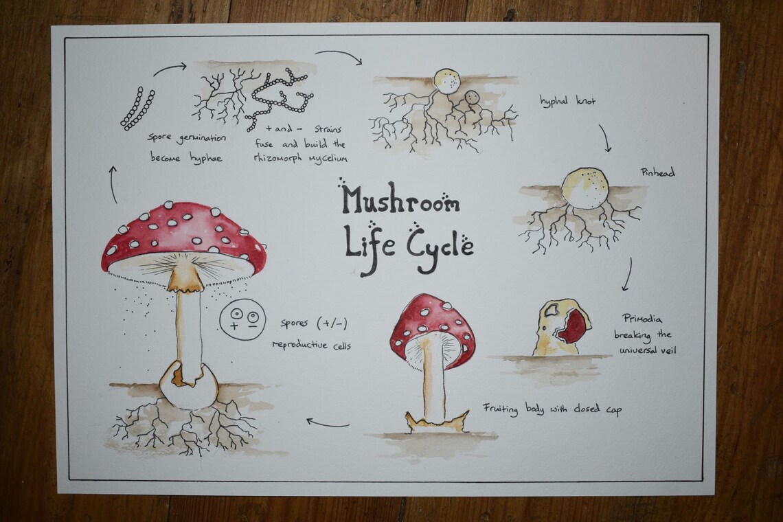 Mushroom Lifecycle Poster - Etsy