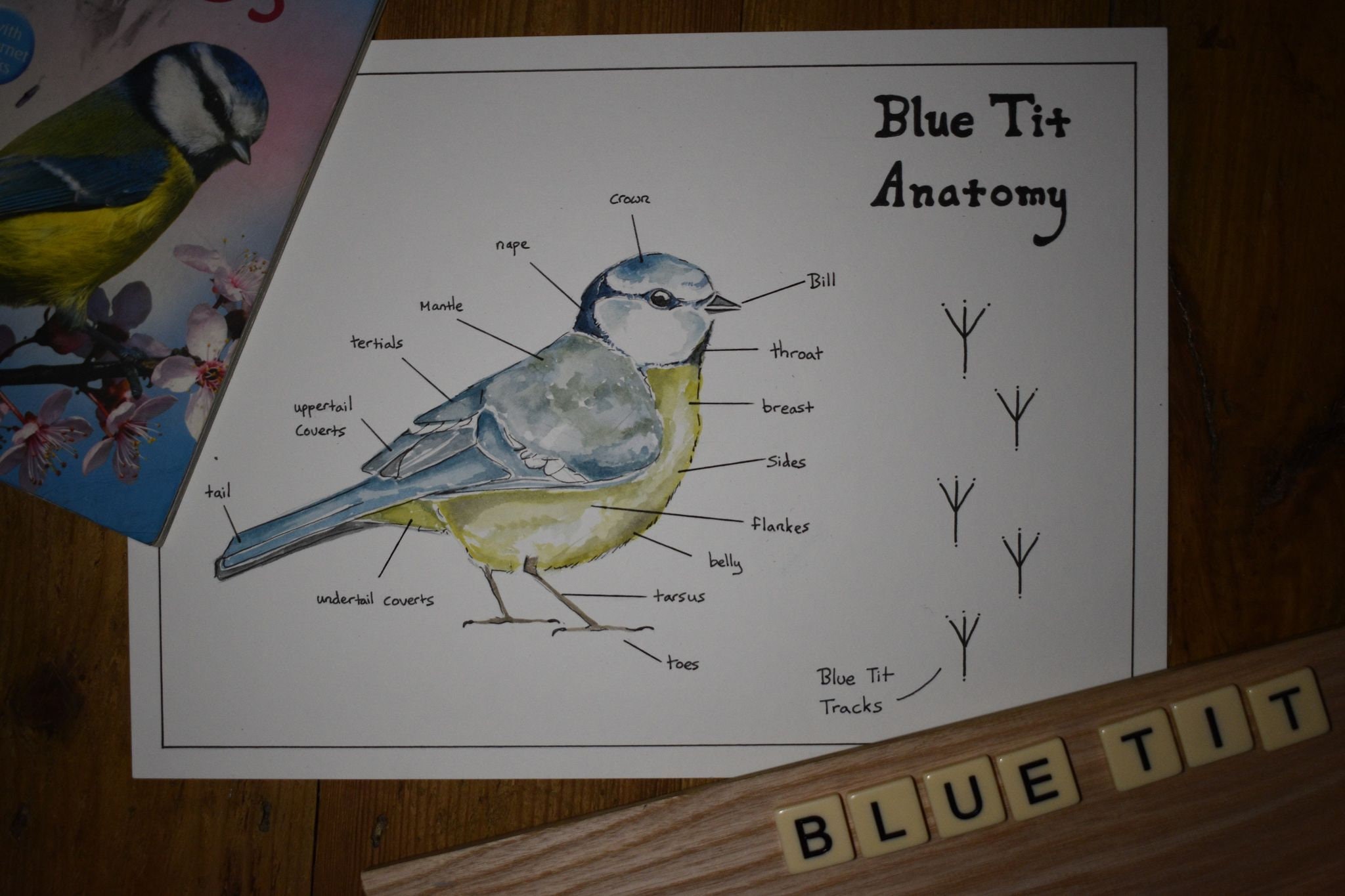 Blue Tit Anatomy Poster - Etsy