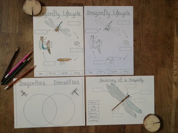 Dragonfly and Damselfly Printable Pack | Etsy