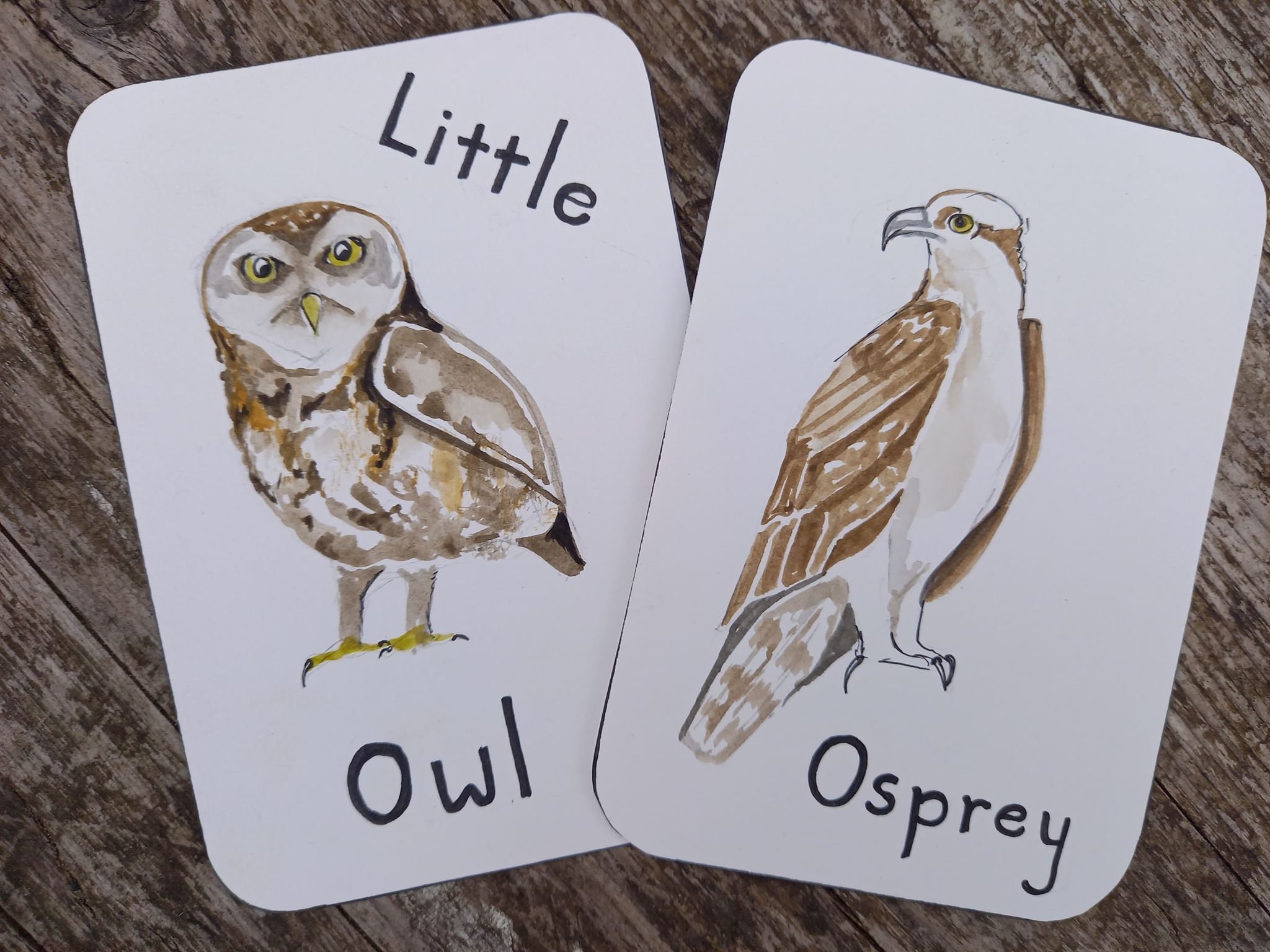 Birds of Prey Flashcards | British Nature Education - Etsy