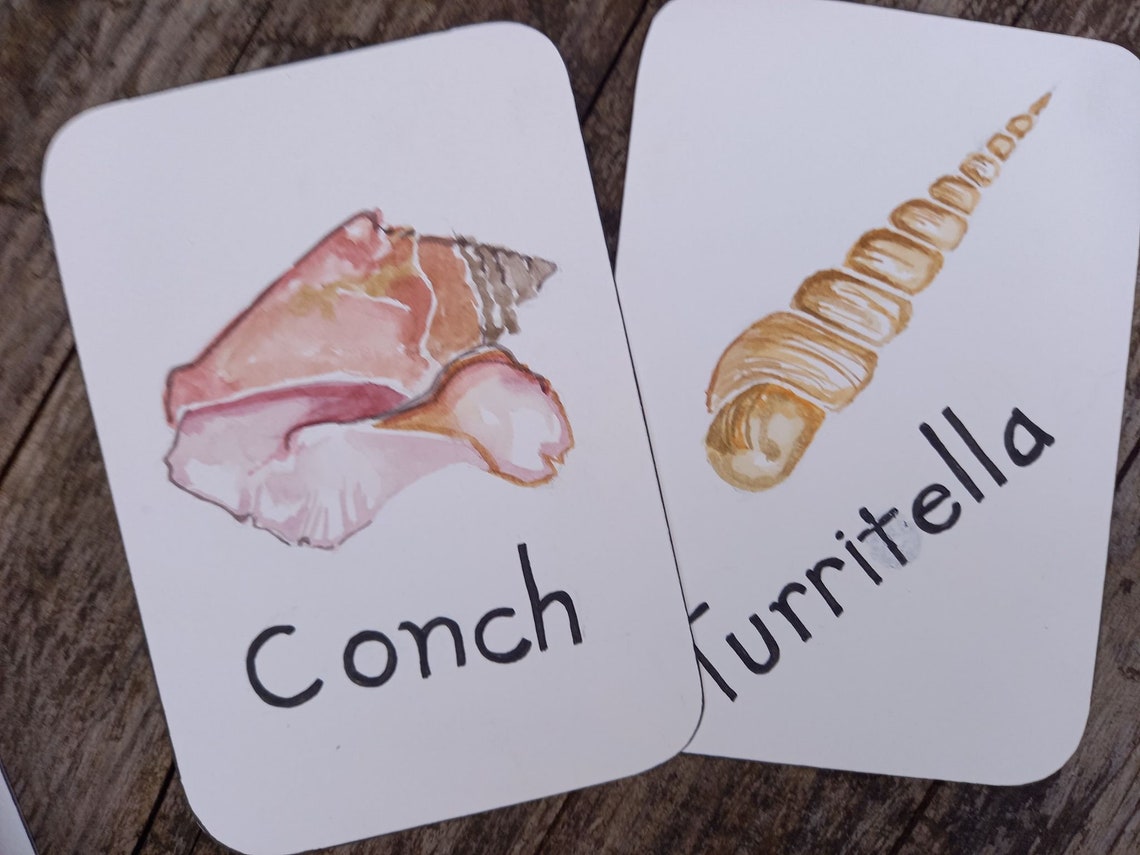 Seashell Flashcards | Nature Education - Etsy