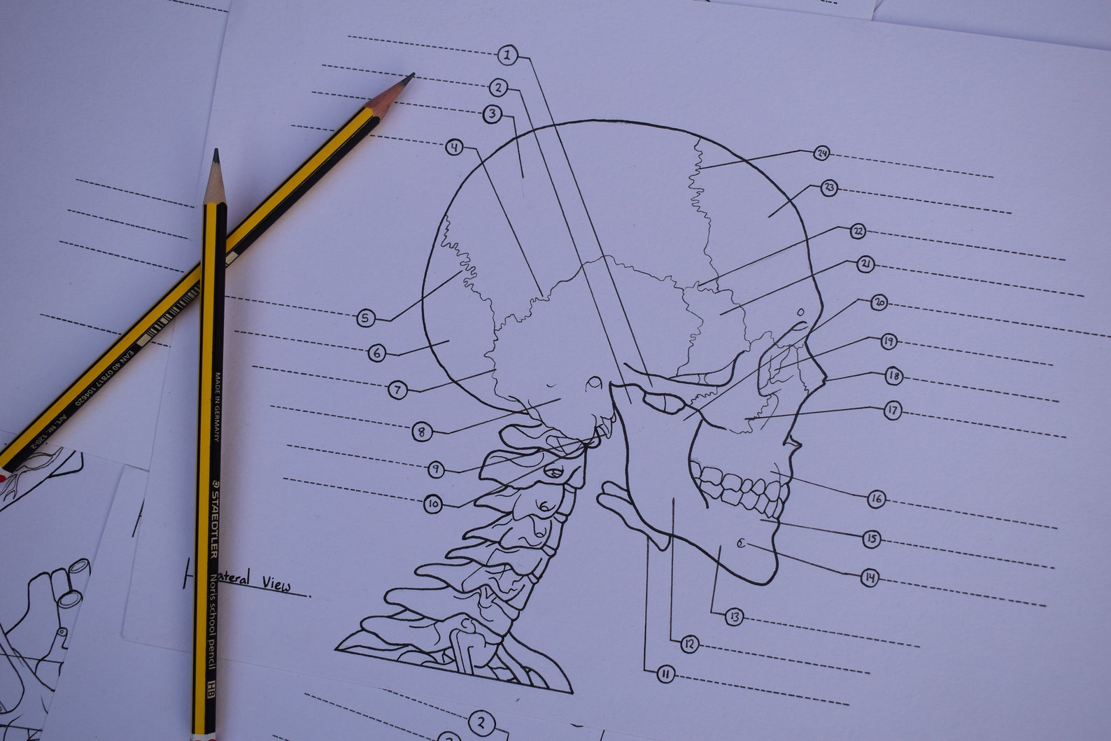 Skull Anatomy | Identification Fill - in Sheets. - Etsy