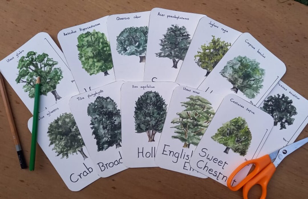 British Trees Flashcards, Identification | UK Nature Education ...