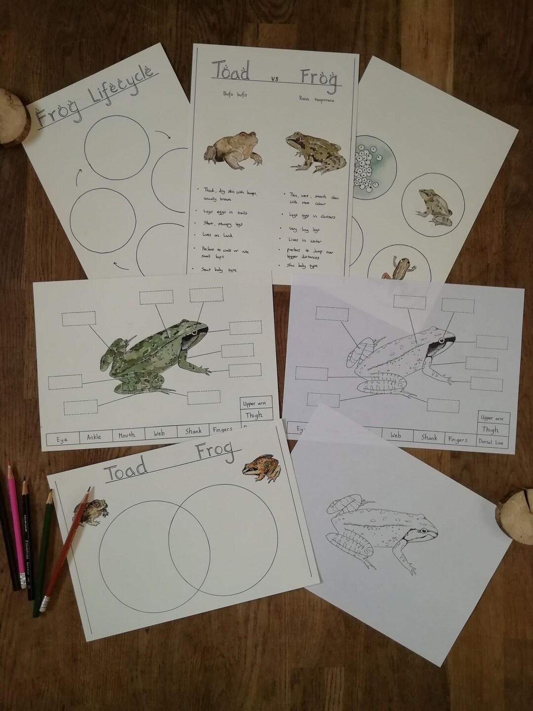 Frog and Toad Printable Pack - Etsy
