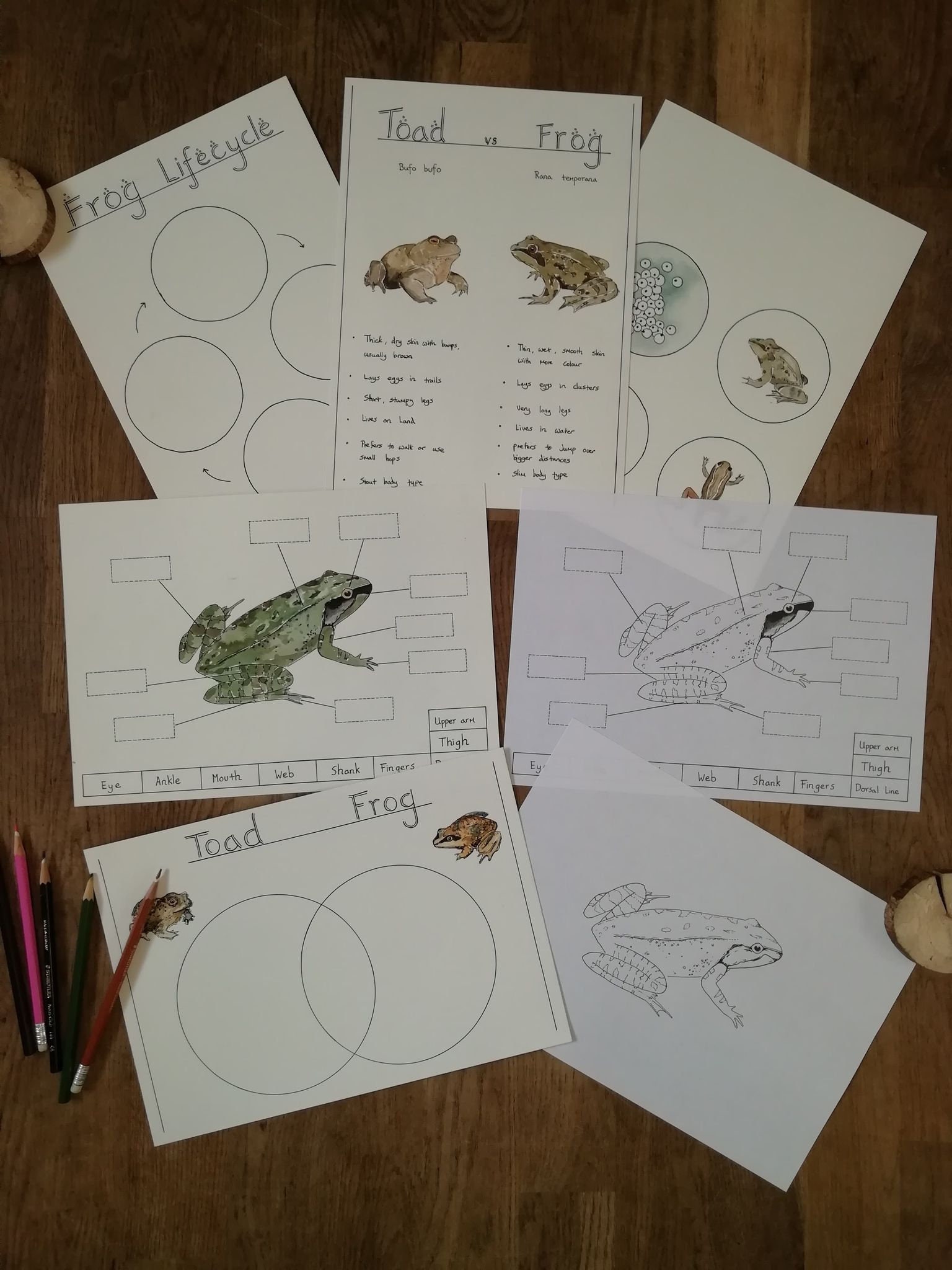 Frog and Toad Printable Pack - Etsy